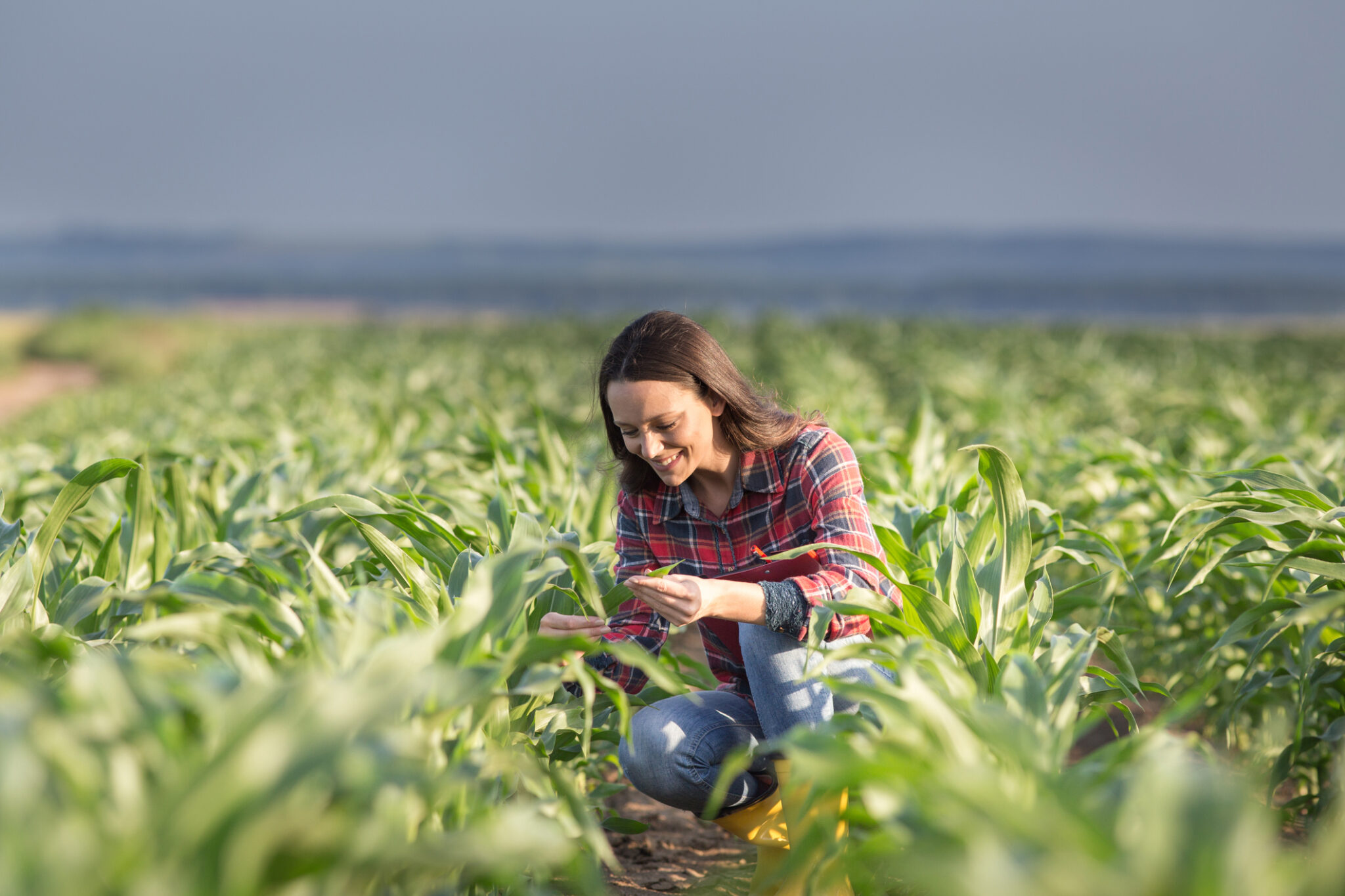 Plant Sap Analysis | The benefit of Plant Sap Analysis